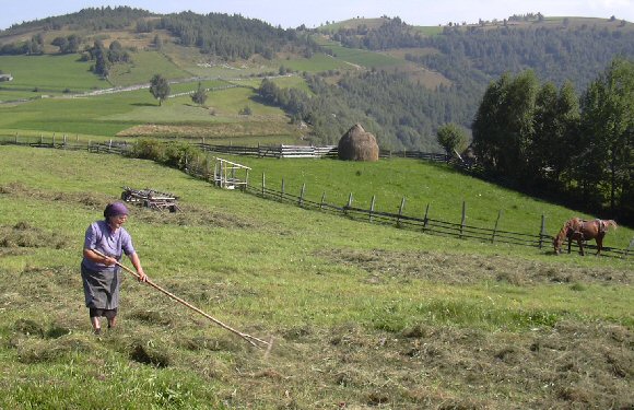Heuen in den Bergen